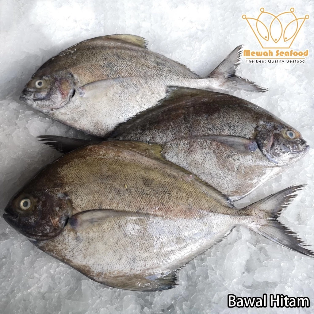 RM16.89/1kg IKAN TILAPIA MERAH (ANTARA 2 HINGGA 5 EKOR SEKILOGRAM ...